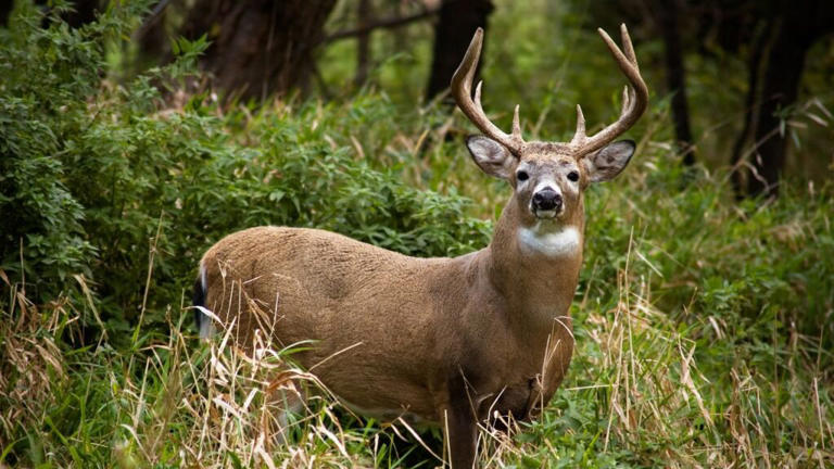 How experienced hunters track wounded deer - with or without blood