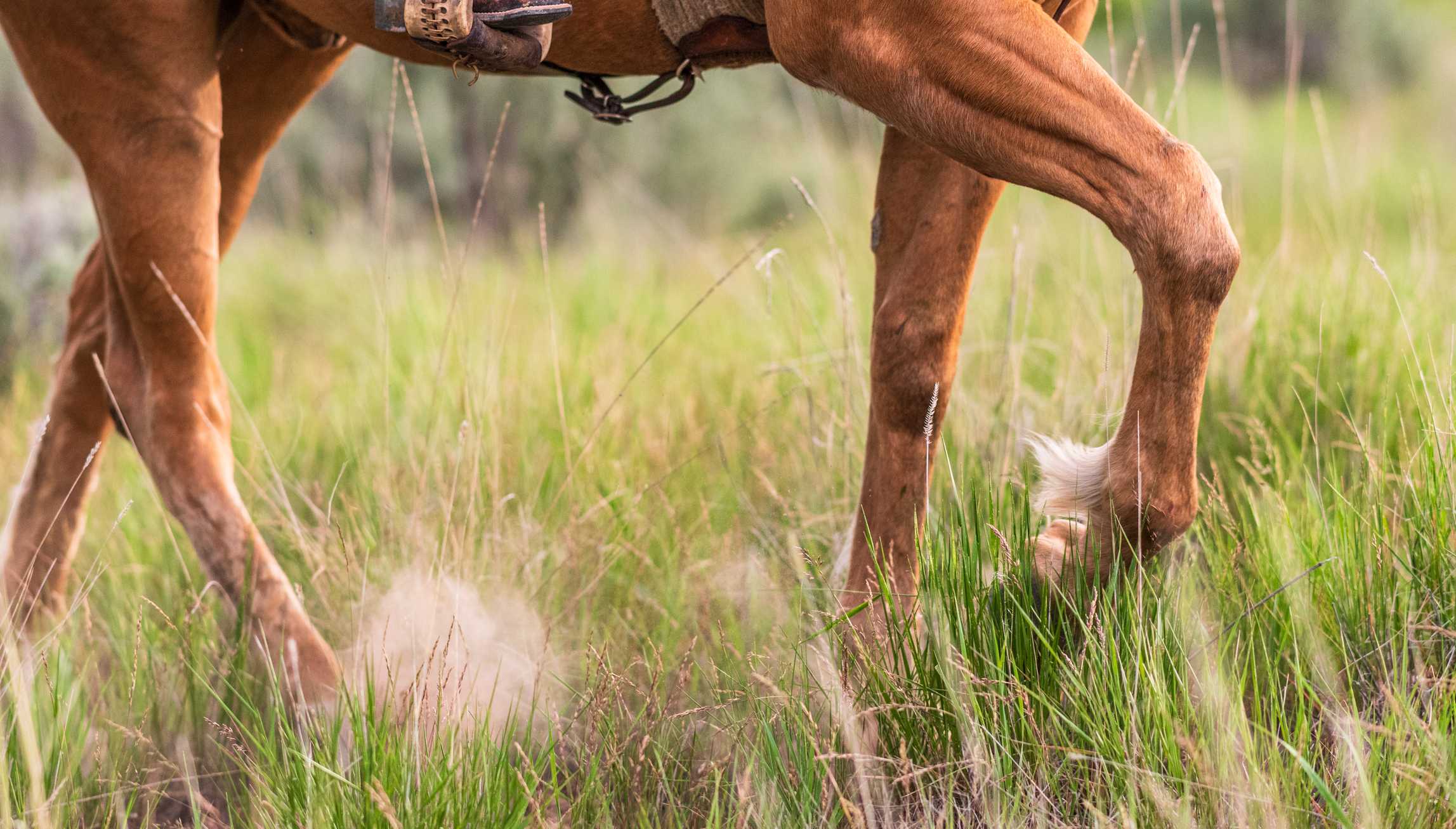 State police to unveil new horse stable at Hershey training academy