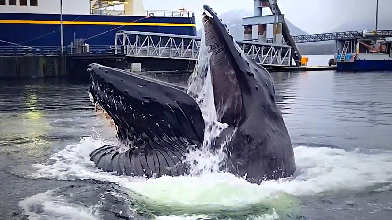 Man in Alaskan harbor watches humpback whale breach right in front of him