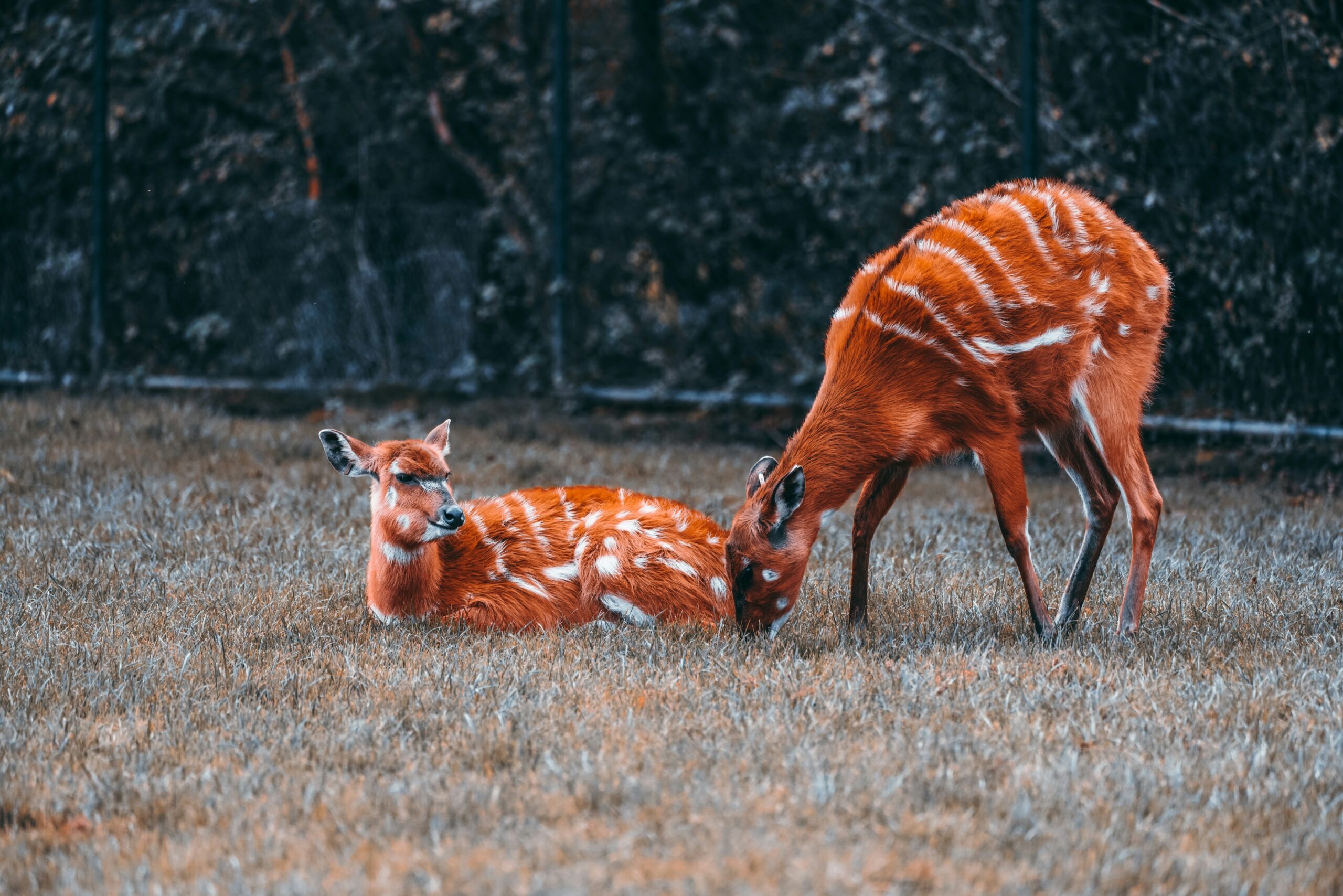 Clever animal strategies humans copied
