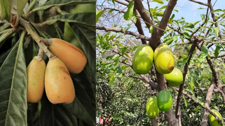 Gujarat orchard grows 300 mango varieties and no two taste alike