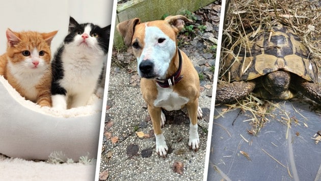 „Wer will mich?": Diese Tiere haben kein Zuhause
