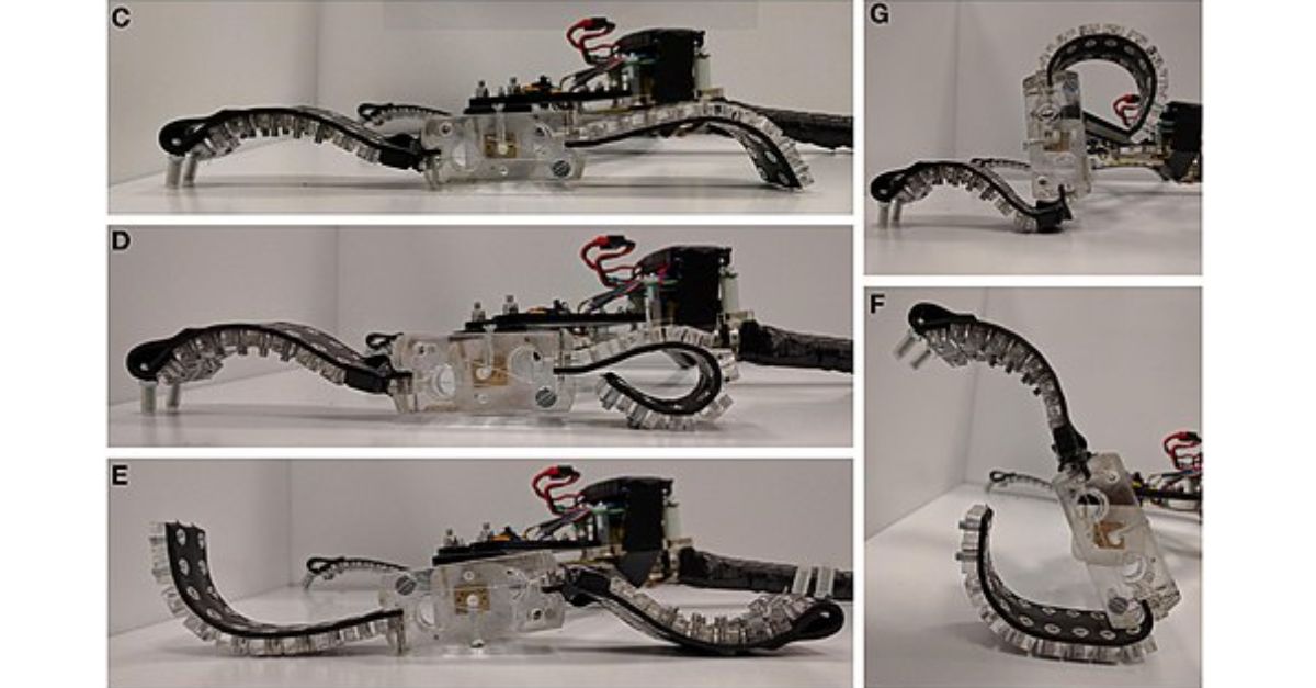 Predicting unusual fracture paths in liquid crystal elastomers