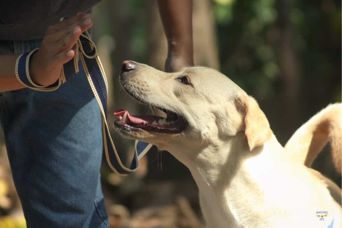 Want an easy-to-train dog? These 14 breeds are your best bet