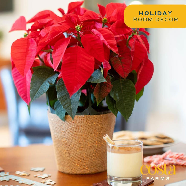 The ultimate poinsettia care guide: How to keep these plants thriving