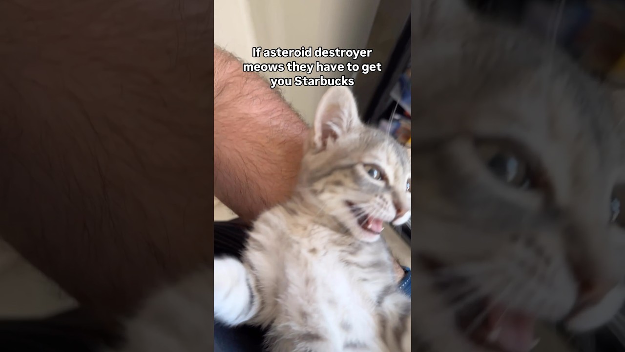 Cat determines whether or not you will get Starbucks today