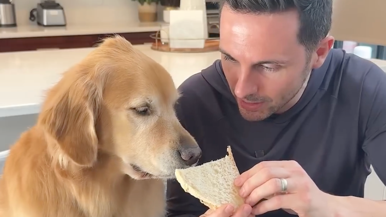 How good are my dogs at taking a small bite?