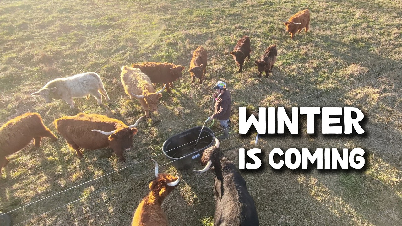 Preparing Gold Shaw Farm for harsh winter conditions