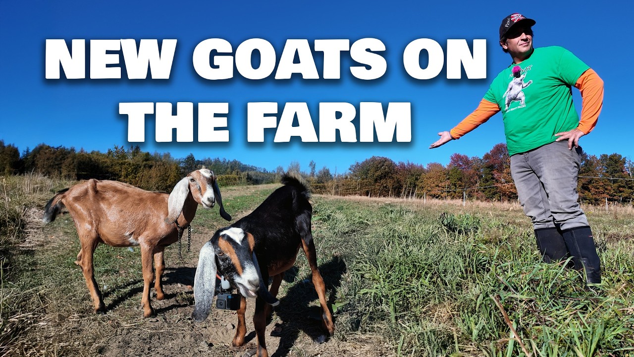 What happened when new goats caused total chaos on the farm