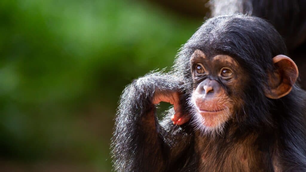 Wild animals you should never look in the eyes, according to experts