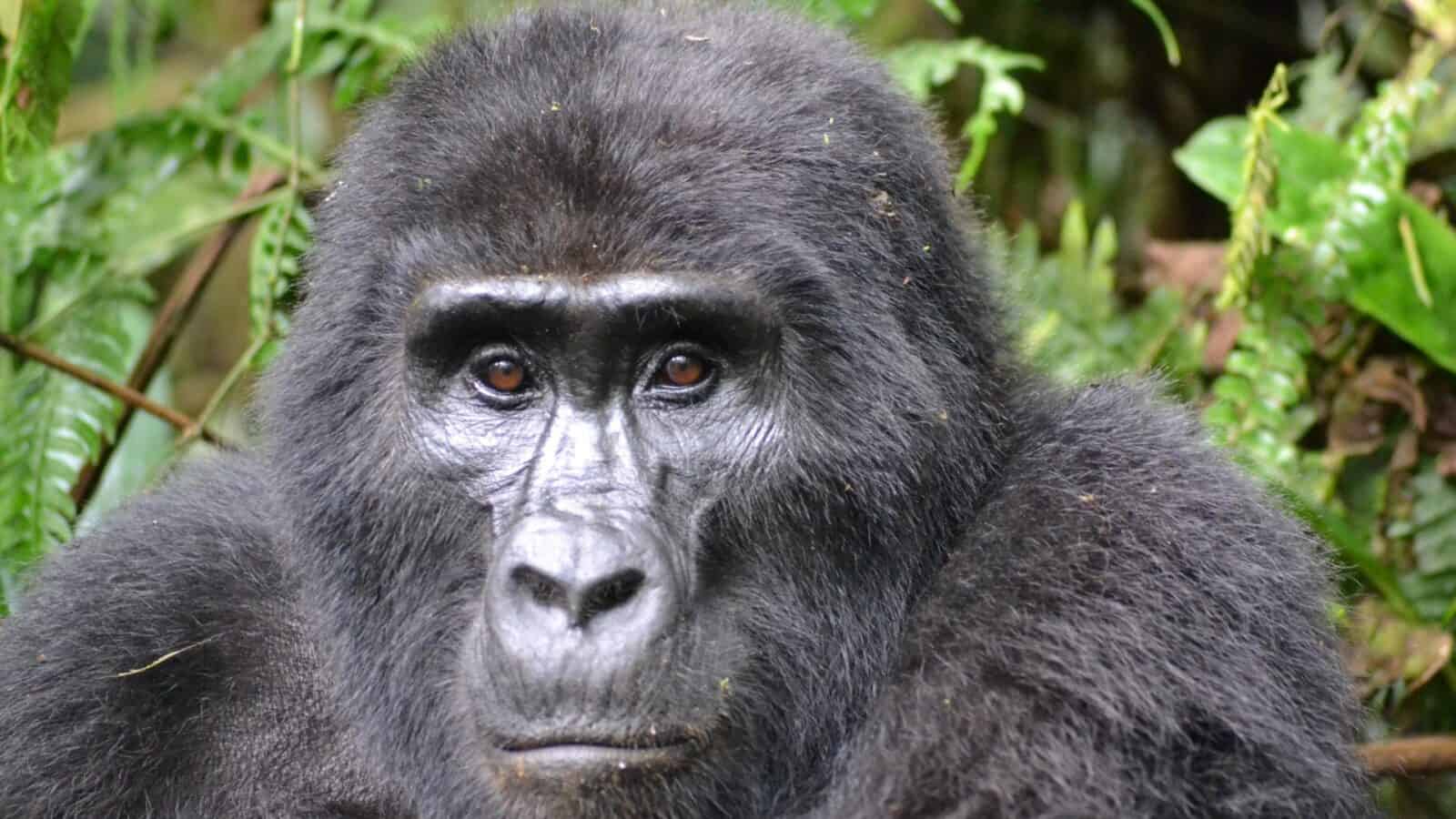 Wild animals you should never look in the eyes, according to experts