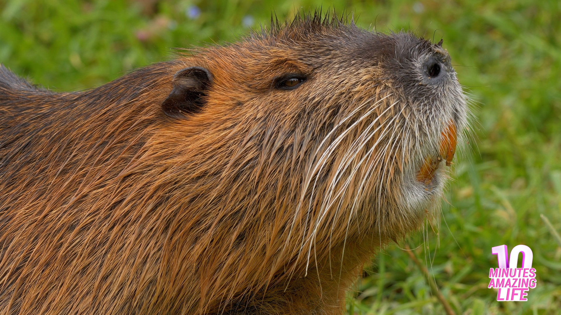 A wild nutria appeared close to the camera