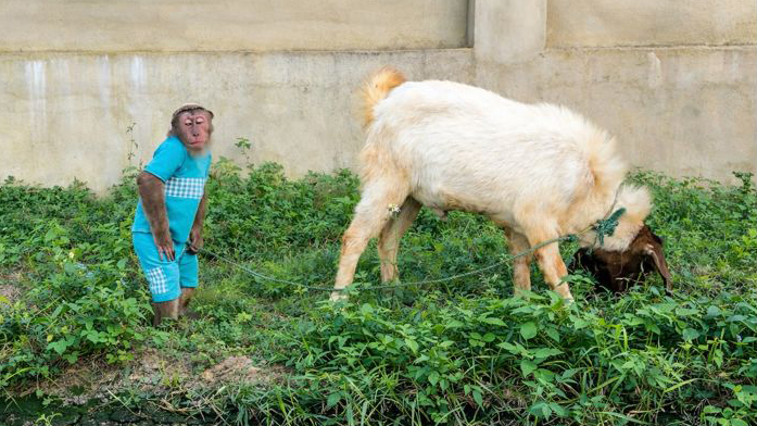 Cutis uses clever rope system to care for family