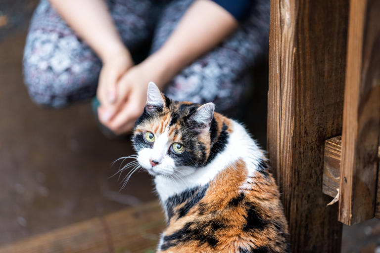 Calico cat reunites with mom after being missing 5 years and her meow ...