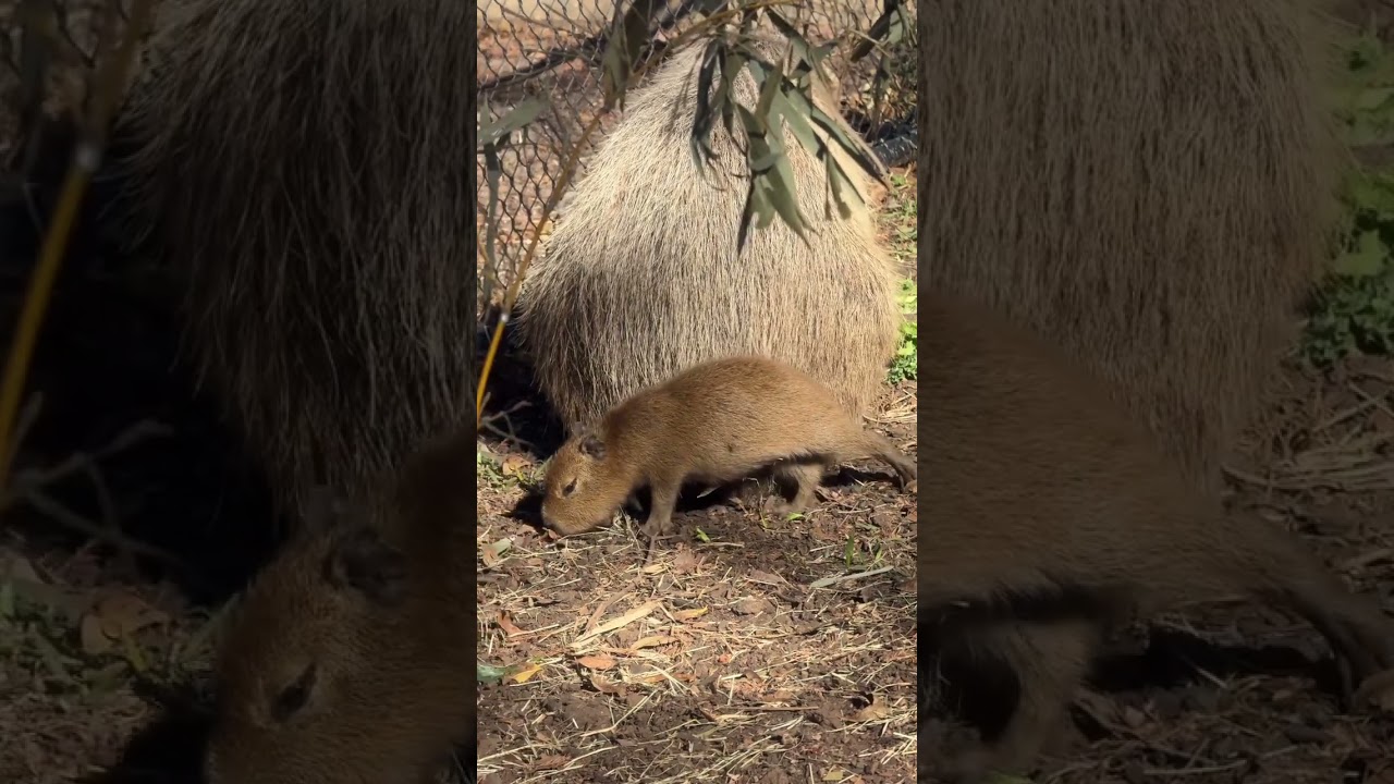 Baby capybara stretches in the sweetest heart-melting way