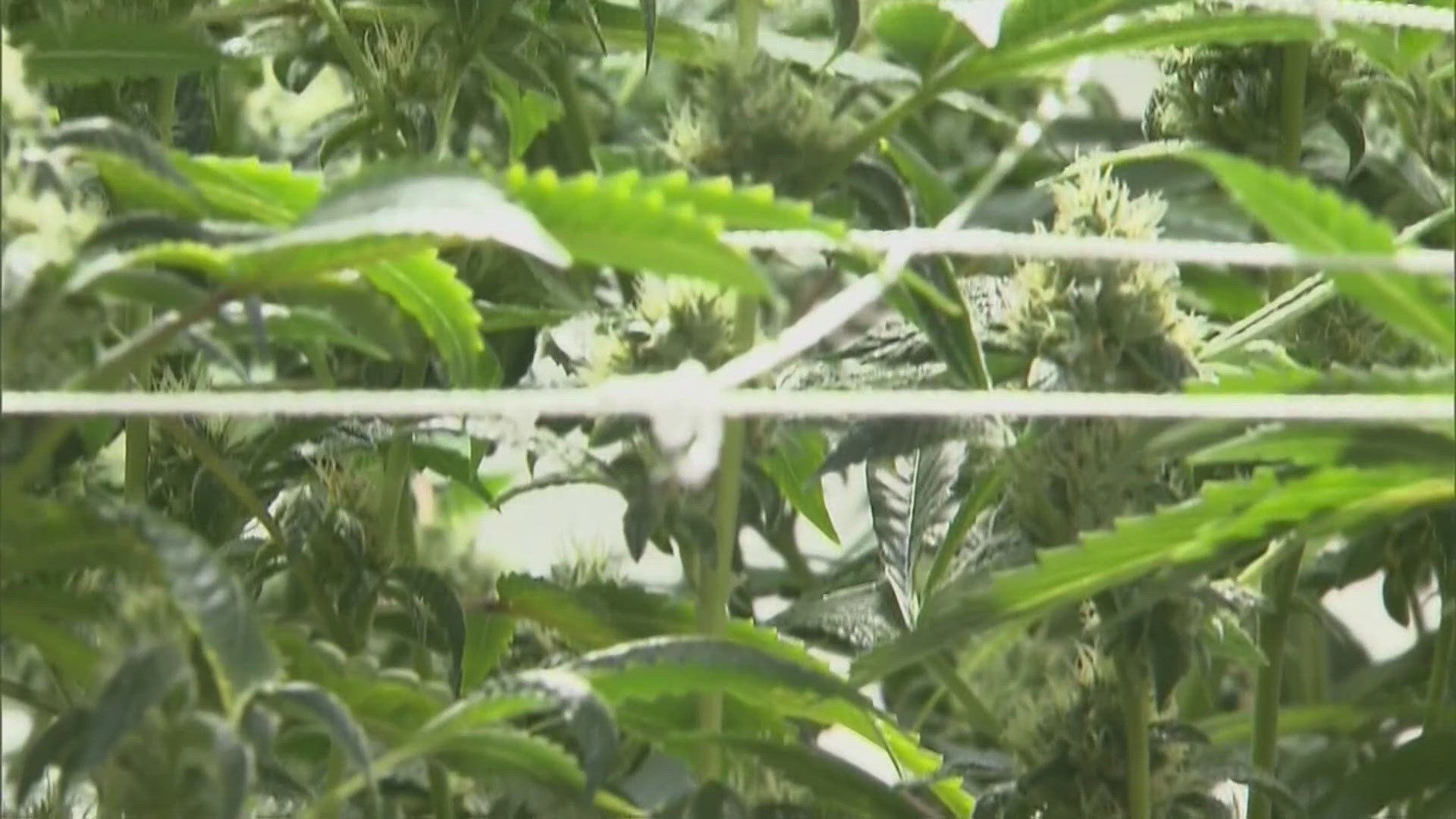 President Trump marijuana executive order: What does it mean?