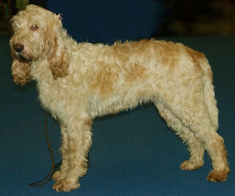 14 dog breeds with the strongest sniff radar – and easy games that tire ...