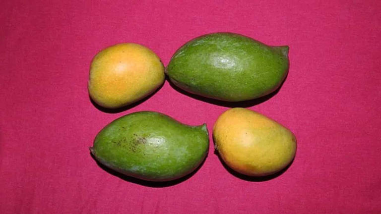 Gujarat orchard grows 300 mango varieties and no two taste alike