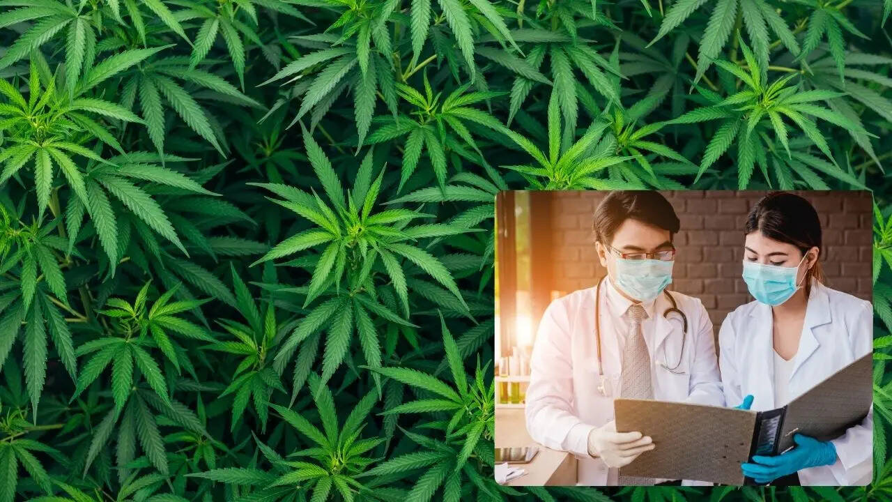 Trump administration reclassifies marijuana as a schedule 3 drug ...
