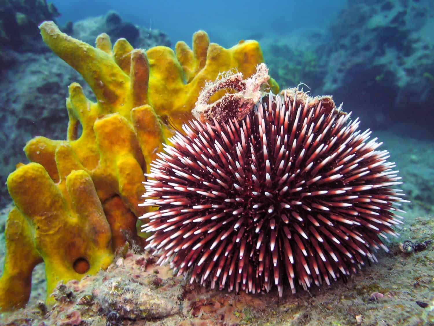 Can a sea urchin sting kill you?