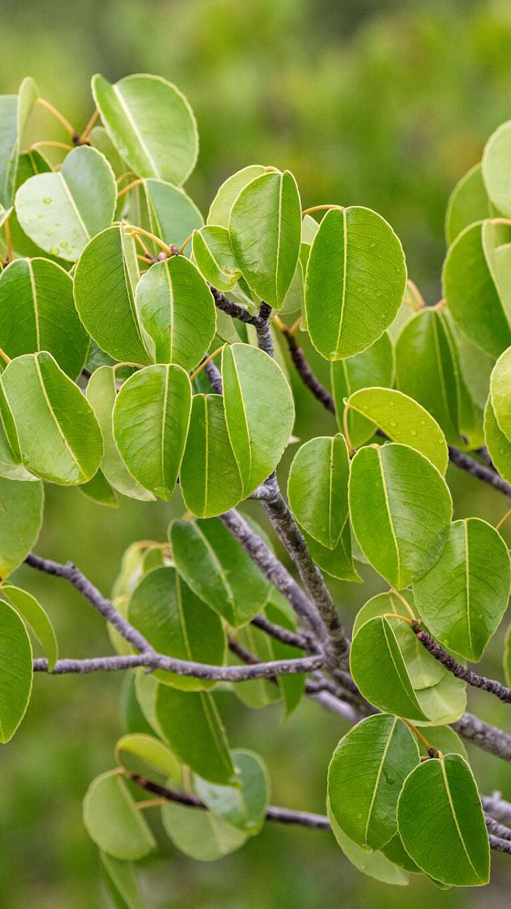 Death Apple Tree | जगातील सर्वात विषारी झाडः फळे, पाने एवढेच काय याच्या ...