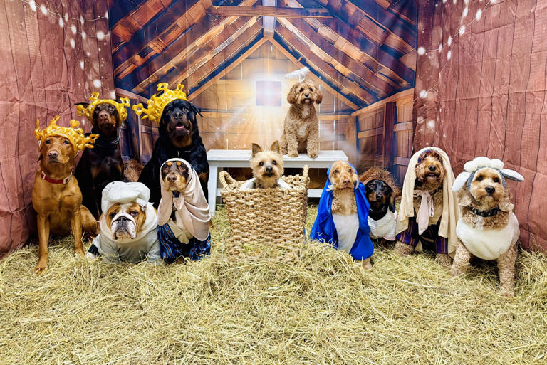 Manchester doggy day-care transforms adorable pups into stars for ...