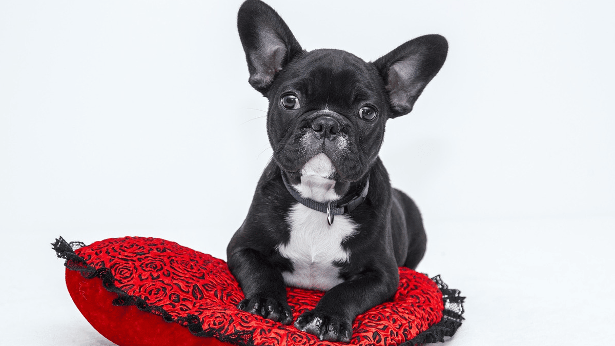 These 6 actions can make your dog feel bad without you knowing it