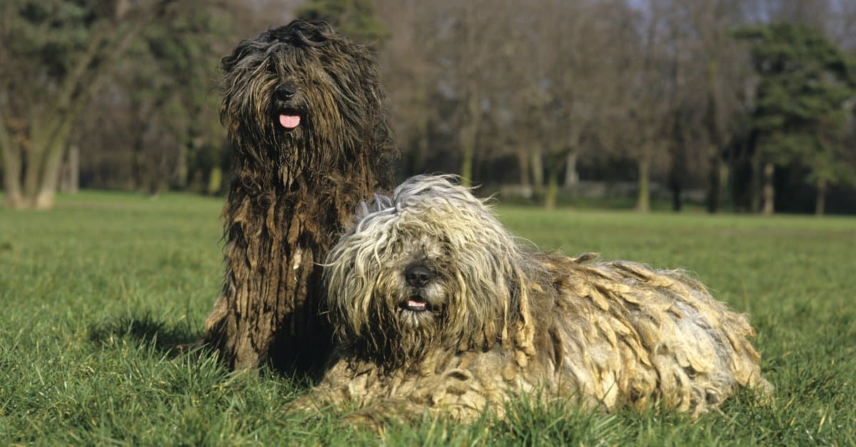 21 uncommon dog breeds that still have much to offer