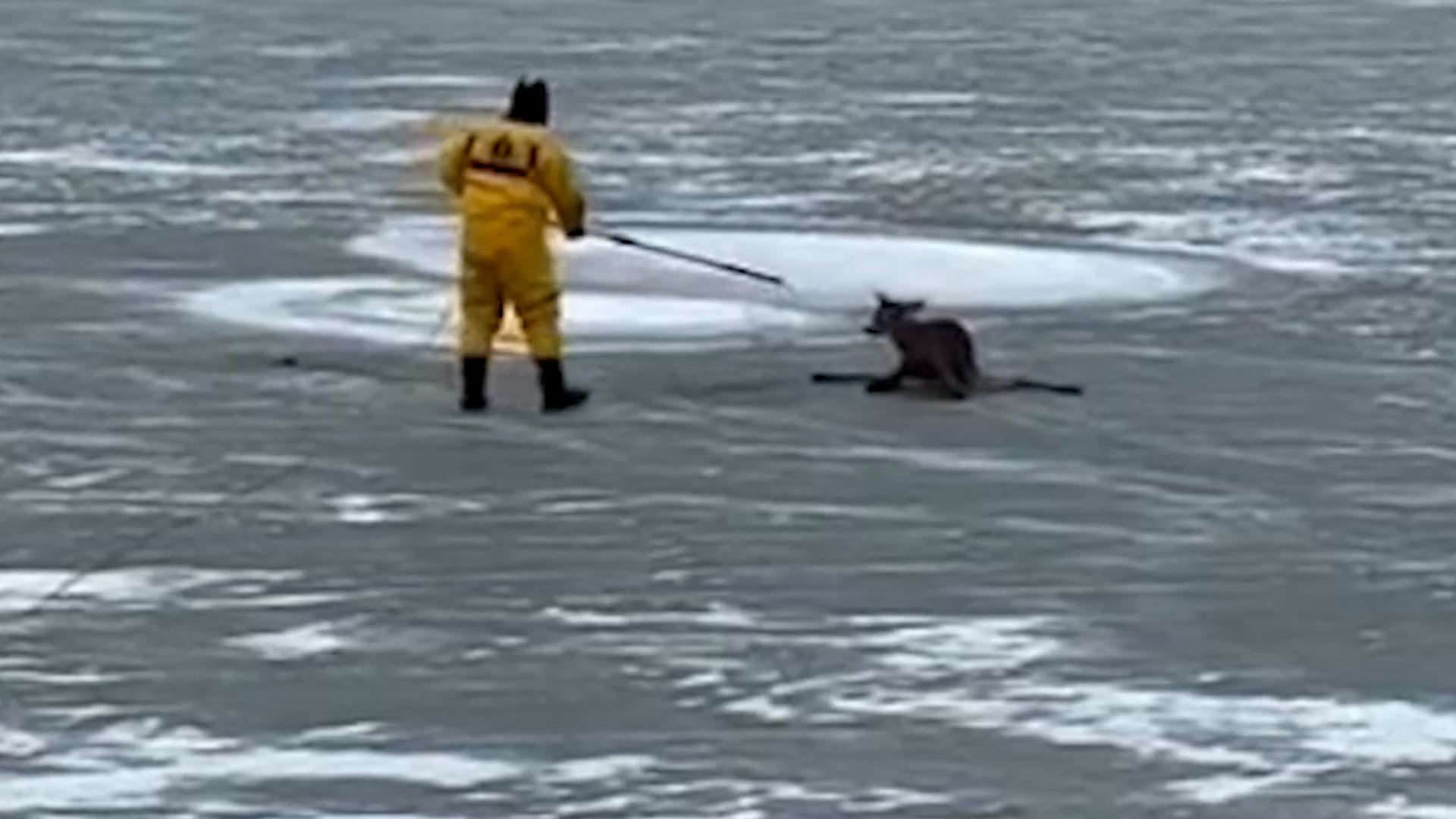 Firefighters rescue deer stranded on icy inlet in upstate New York