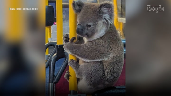 Koala rides the bus after being rescued from busy road