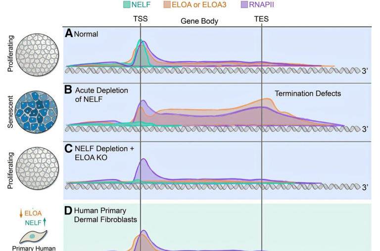 Exploring the connection between gene expression and aging