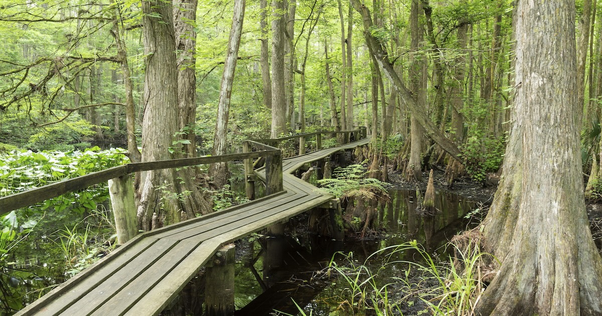 Enjoy Florida's perfect winter temps on this scenic swamp hike
