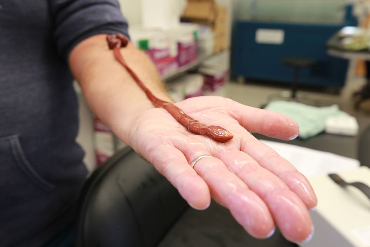 This worm quietly lived in a lab for decades, but they had no idea just ...
