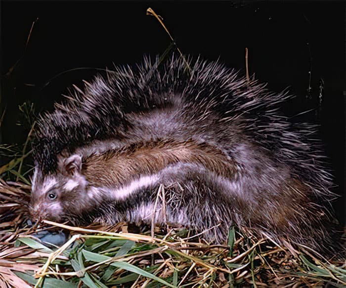 10 cute but deadly venomous creatures to avoid