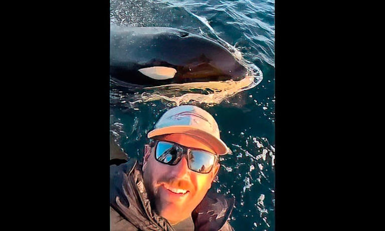 Captain nabs ultimate selfie during extremely close orca encounter