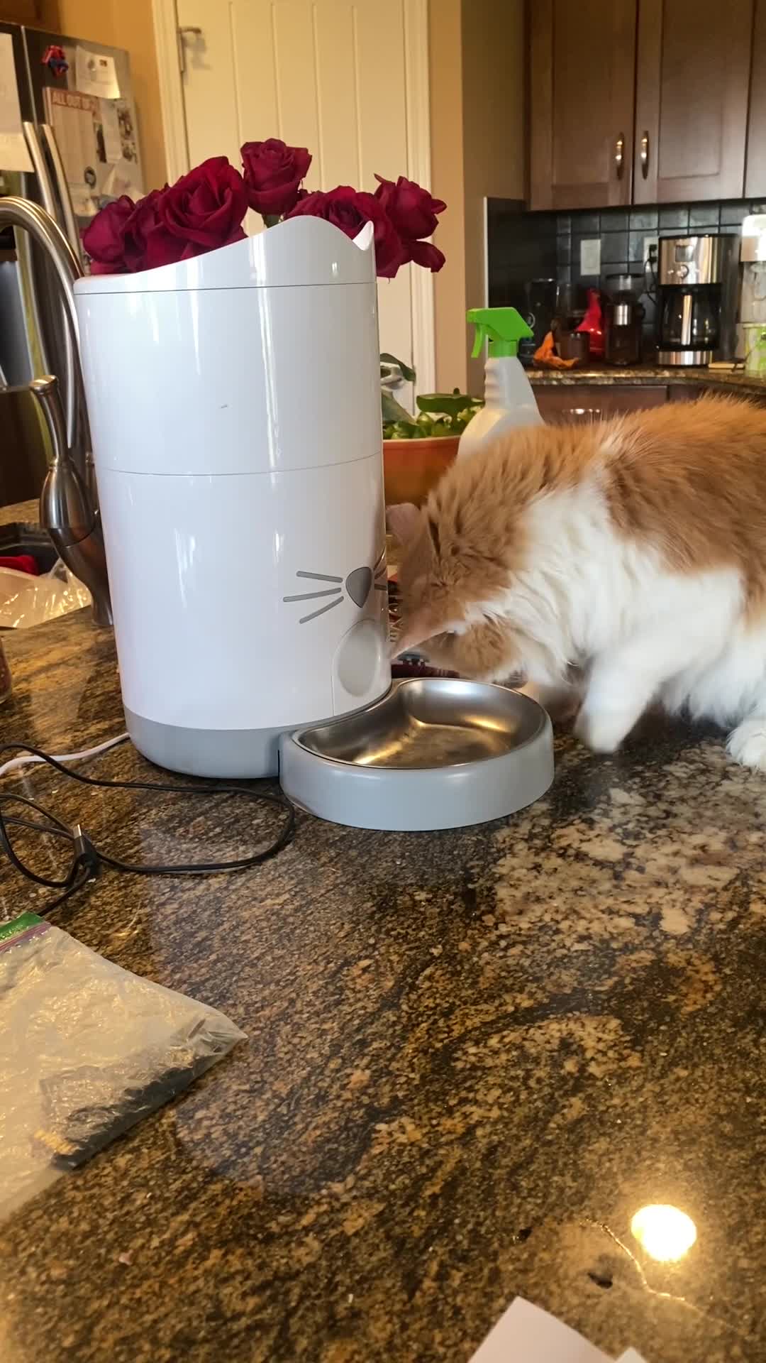 Orange cat attempting to use automatic feeder in the kitchen