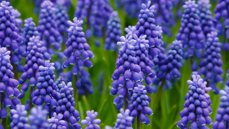 Mistakes everyone makes when planting hyacinths