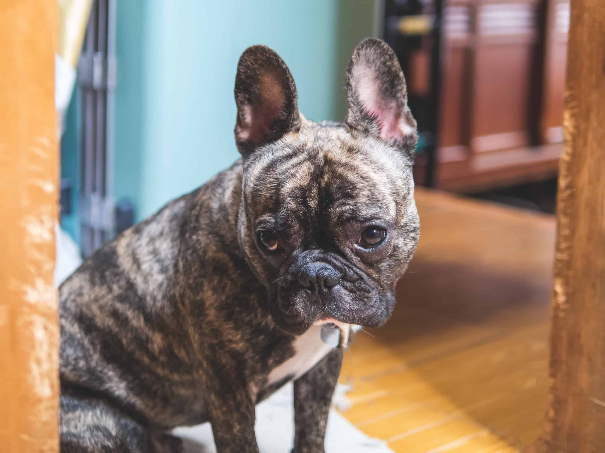 Meet 9 incredible brindle dog breeds