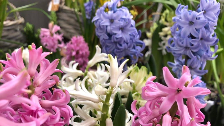 Mistakes everyone makes when planting hyacinths
