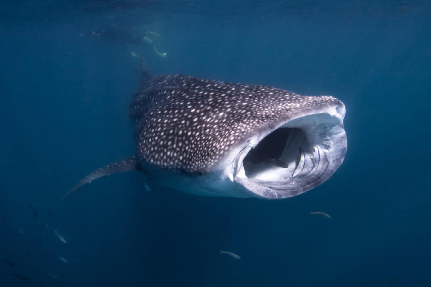 This fish is 40 feet long and found in US waters
