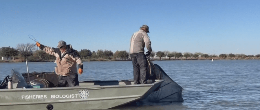 Crappie population at Lake Nasworthy healthier after growth concerns