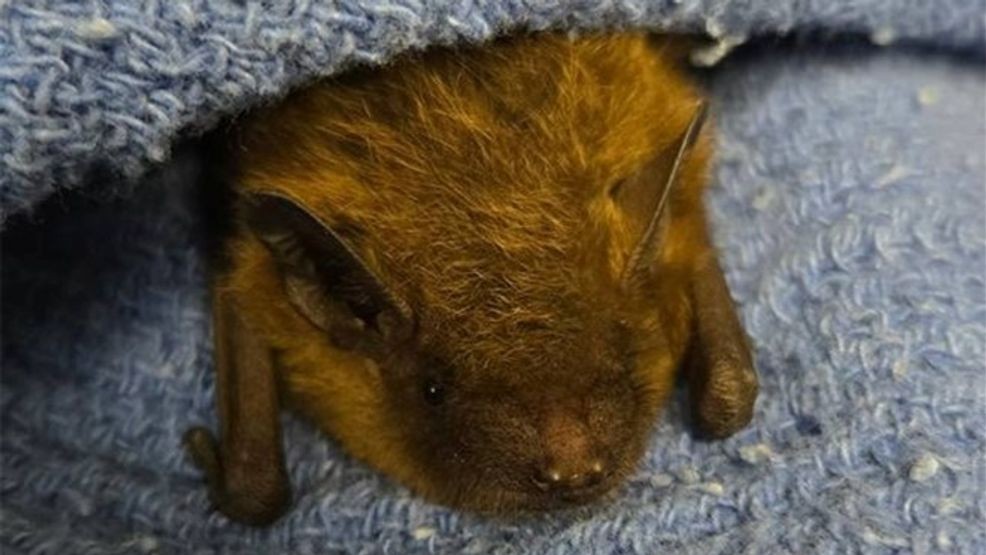 Brown bat found in Lancaster EMS building taken to wildlife center in ...
