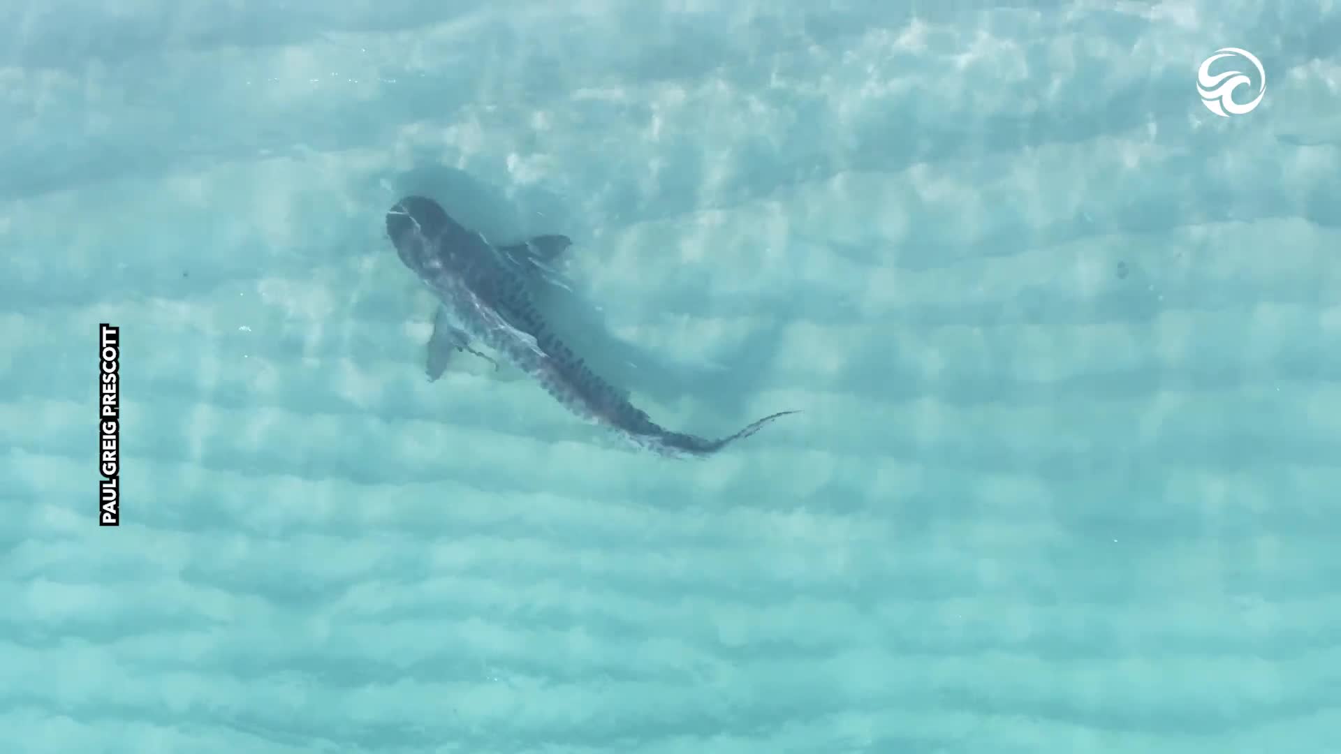 Intense moment shark gets up close to dog at the beach