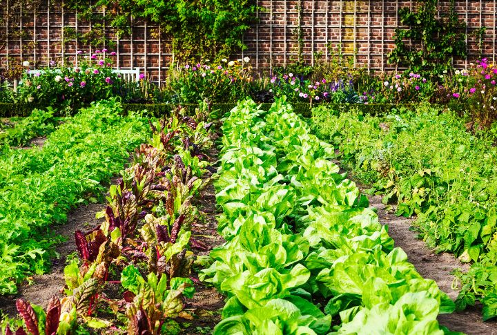 15 shade-tolerant vegetables for your garden