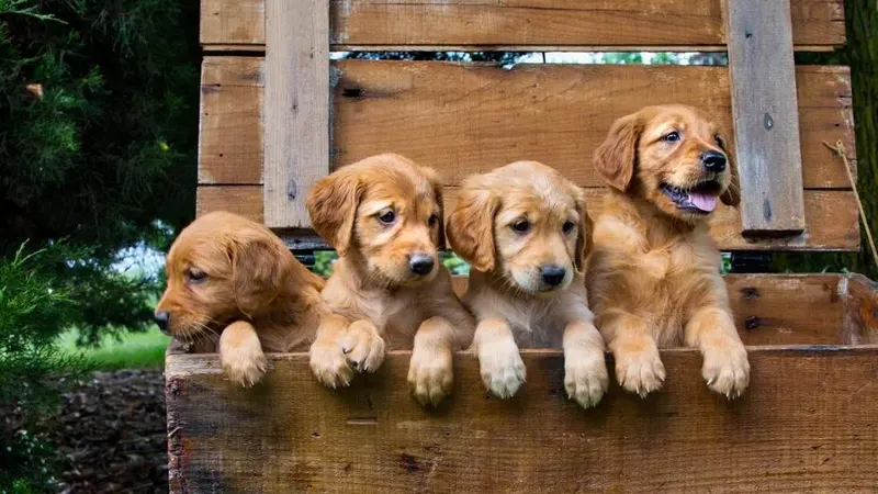 Puppy vaccine schedule: Complete guide to shots and boosters