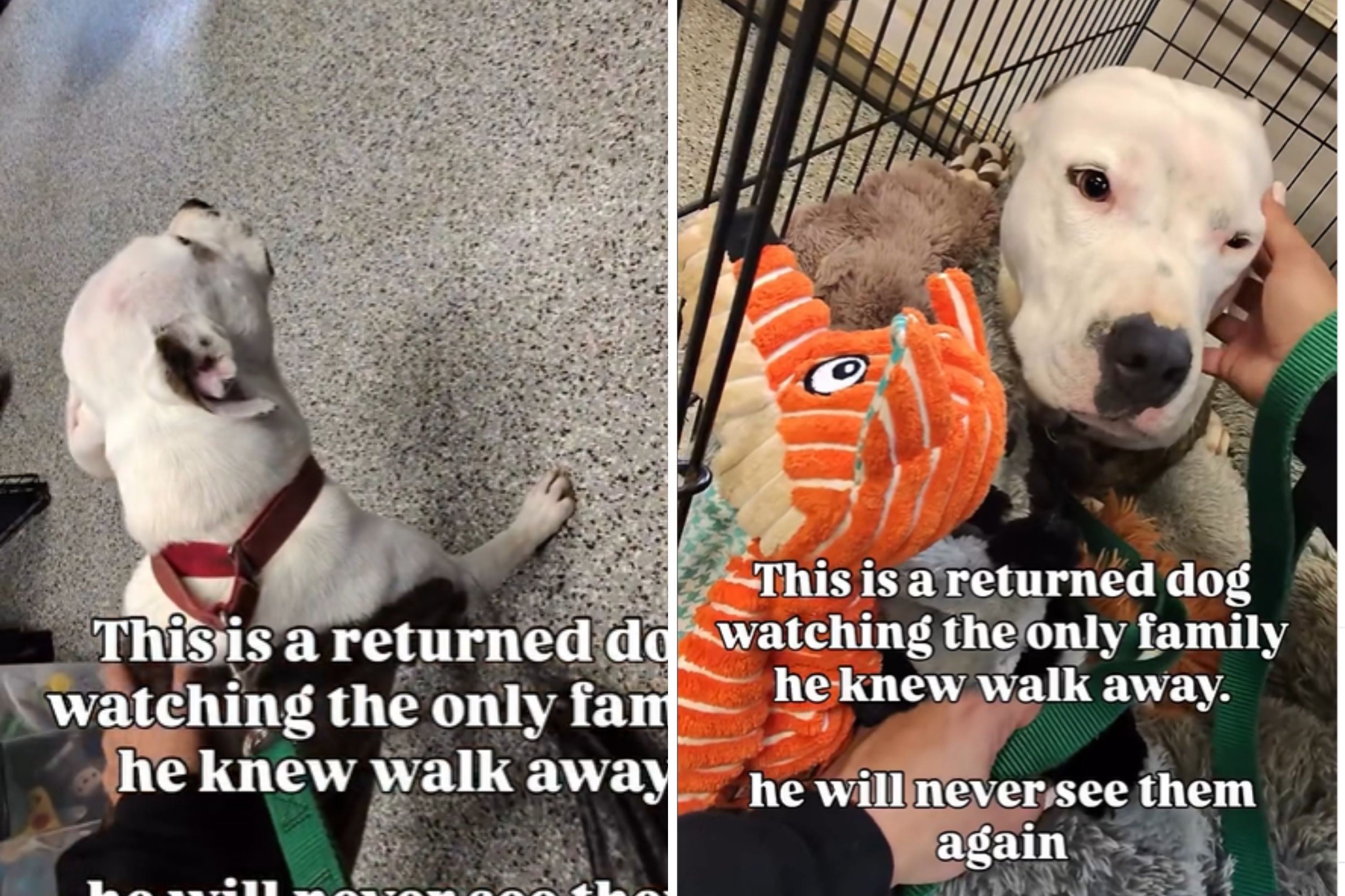 Dog has heartbreaking reaction watching only family he knew walk away ...