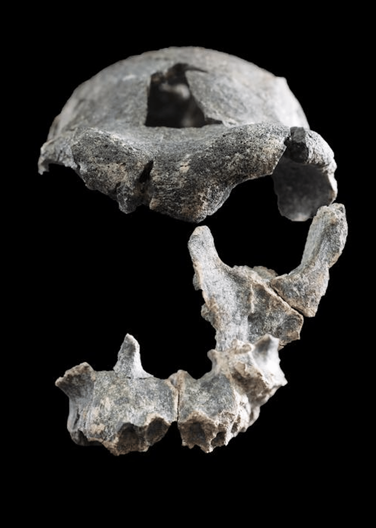 Ethiopian Homo erectus skull discovery rewrites human evolution timeline