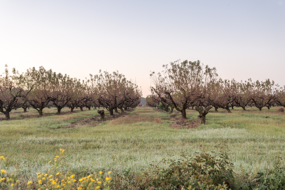 Every pecan in America traces back to one enslaved man’s hands in Louisiana