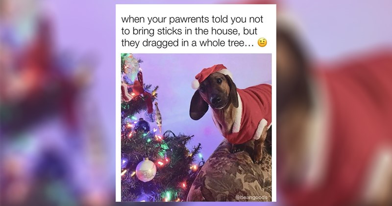 'I hate imitation crab just be yourself bro': 25+ memes to make your ...