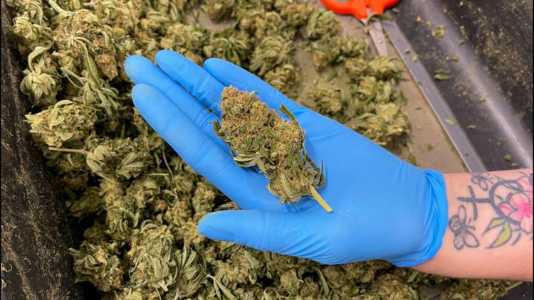 Missouri marijuana microbusiness application period to open July 13